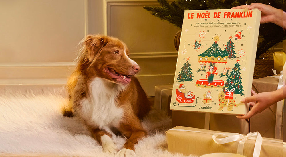 Tout savoir sur le collagène pour chien : rôle et bienfaits – Franklin