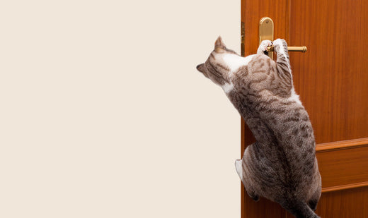 La fugue du chat, comment y remédier : explications et astuces – Franklin