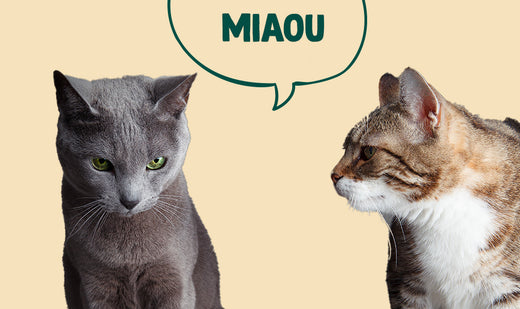 Nos conseils pour comprendre le langage du chat – Franklin