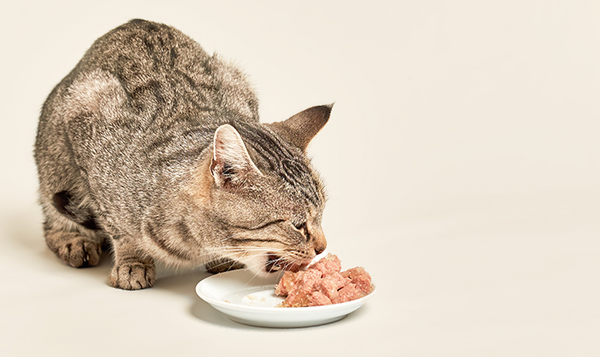 Taurine chat : ce qui se passe quand elle vient à manquer – Franklin