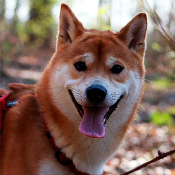 Le Shiba Inu - Histoire, comportement, santé et éducation – Franklin