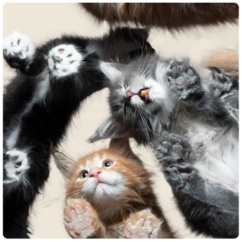 Guide des races de chat : trouvez la race idéale – Franklin