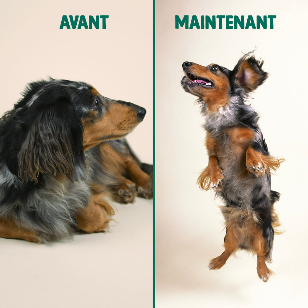 Gummies Probiotiques - Compléments alimentaires pour chien – Franklin