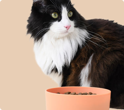 Top 10 des meilleures pâtées pour chat – Franklin